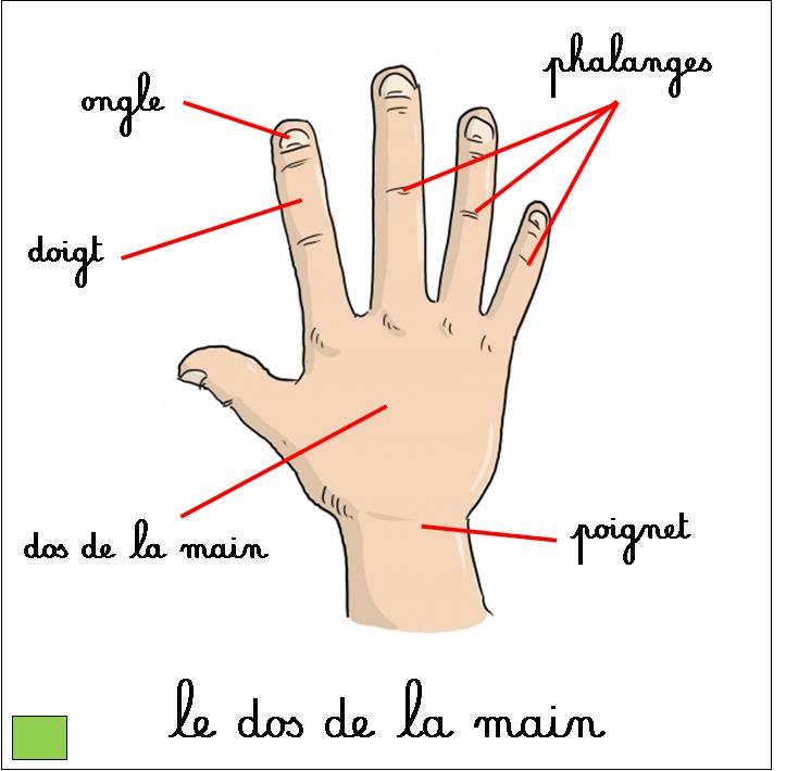 Les parties du corps humain - Ti'loustics Culture