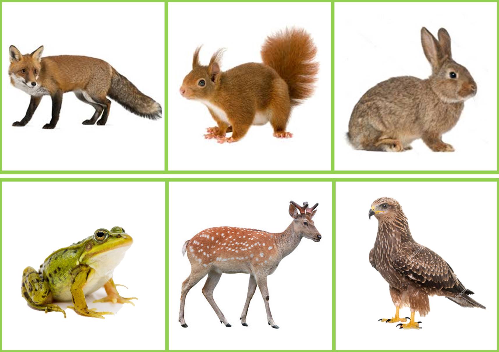 Empreintes animaux - Ti'loustics Explorer le monde