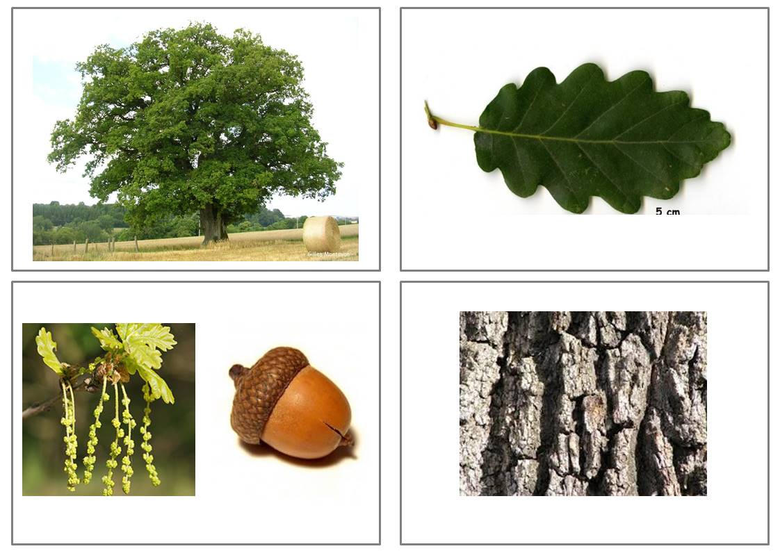 Reconnaissance des arbres grâce aux feuilles, tronc, fleurs, fruits