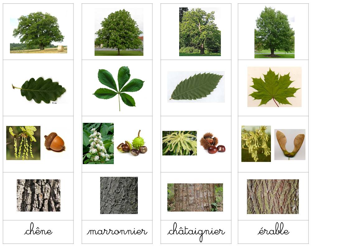 Reconnaissance des arbres grâce aux feuilles, tronc, fleurs, fruits